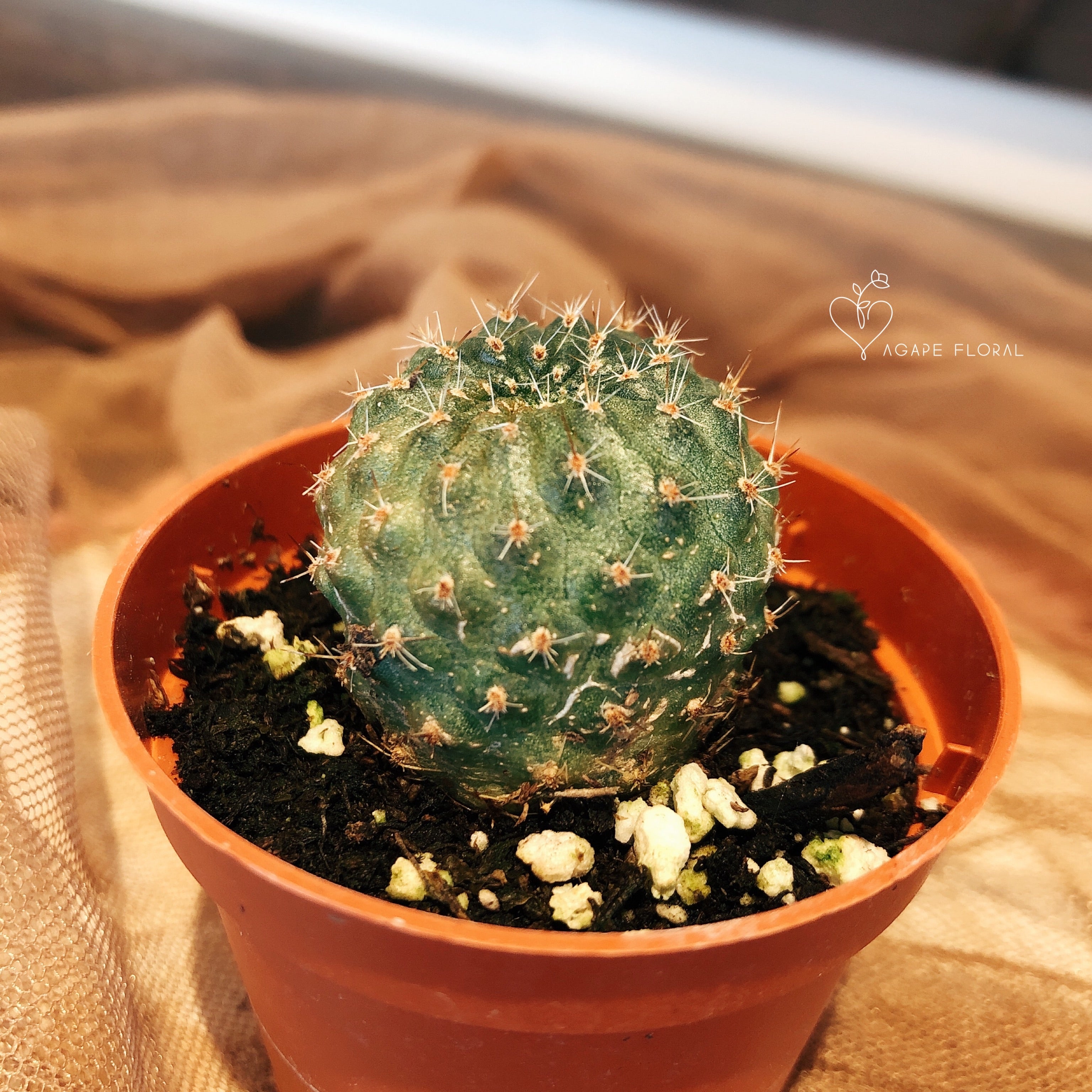 Plants – Agape Floral Studio